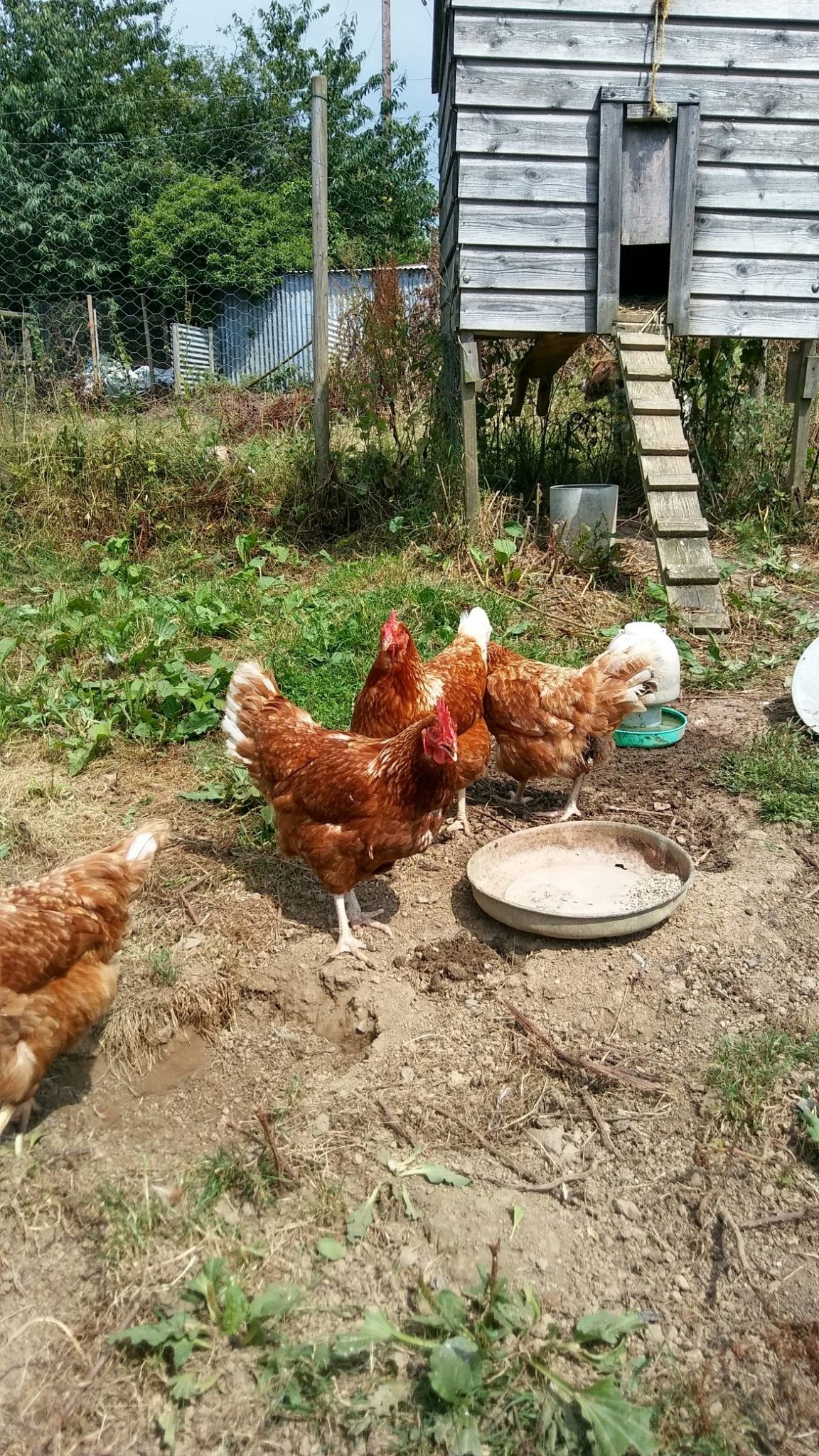 2Caroline and Simon's chickens. They are Shared Lives South West carers ...